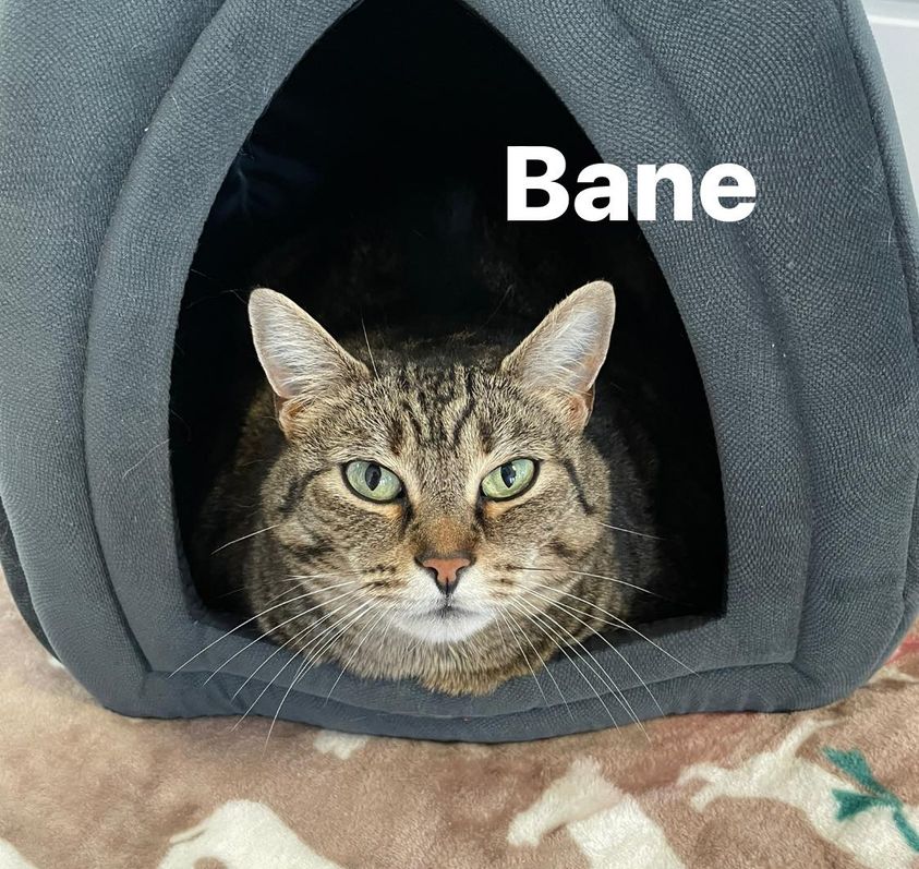 Bane Is WSCR Cat Of The Week | News, Sports, Jobs - Post Journal